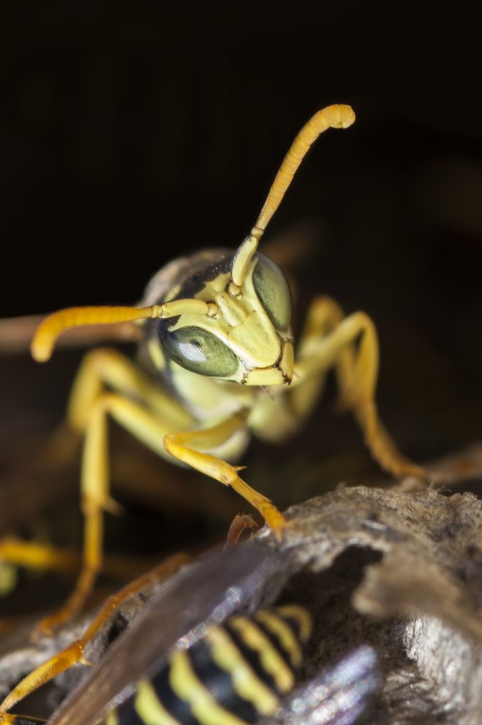 Herilane – Andero Sepp